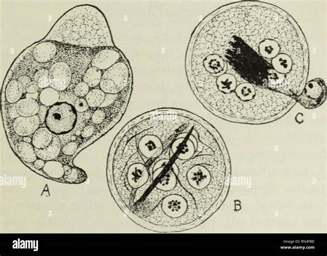 Dientamoeba Fragilis Cyst Trophozoite Trichrome Stain Department Of