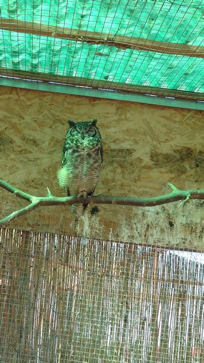 Bufnita Short 4k Youtube