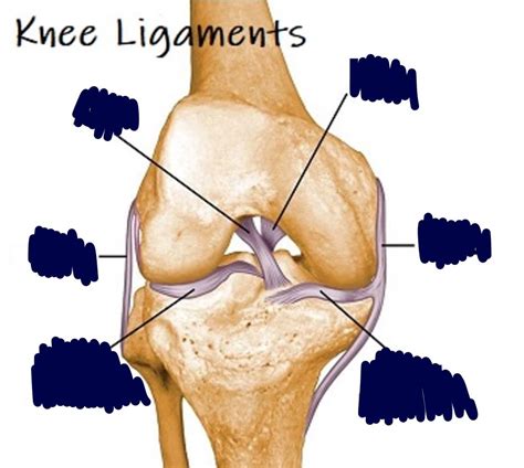 Knee Ligaments Diagram Quizlet
