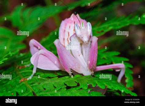 Pink Orchid Mantis Malaysian Orchid Mantis Hymenopus Coronatus Or