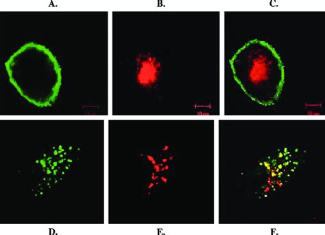 Internalized Tomoregulin Is Colocalized With Acidic Organelles In