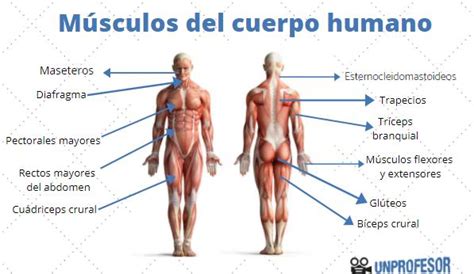 Principales MÚsculos Del Cuerpo Humano Con ImÁgenes