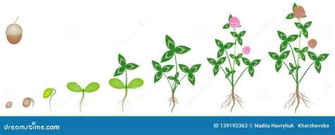 Cycle Of Growth Of A Clover Plant On A White Background Stock Vector