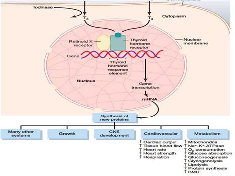 Functions Of Thyroid Hormone Ppt