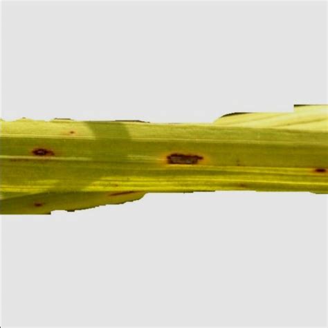 Group5 Rice Leaf Disease Datasets Object Detection Dataset V3 2023 03 03 11 19am By Tip