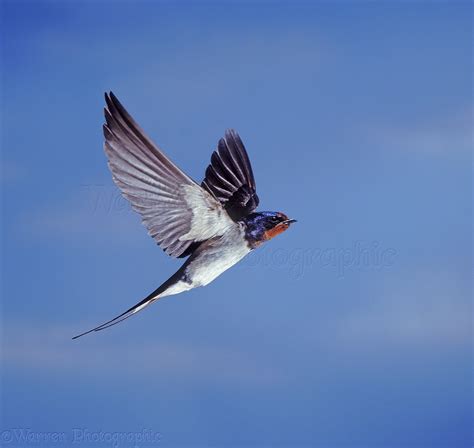 How Does A Swallow Fly Swallow Nest Migration And Flight Mofaf