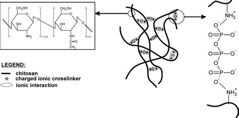 Chemical Structure Of Chitosan And Tpp Crosslinked Chitosan [17