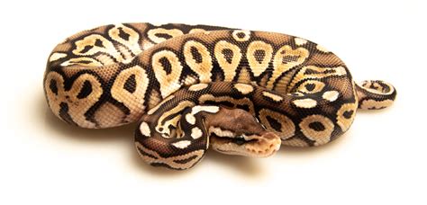 Python Regius Pewter