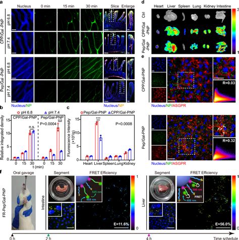 In Vivo Sequential Intestinal Absorption And Liver Accumulation Of