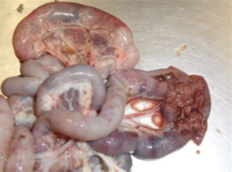 Lec 37 Salmonella E Coli And Coccidia Of Poultry Flashcards Quizlet