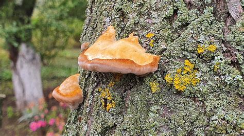 Tree Bark Mushrooms Free Photo On Pixabay Pixabay