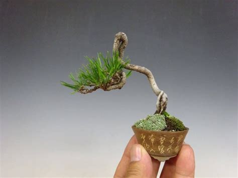 密かなブームかわいいミニ盆栽 盆栽なび