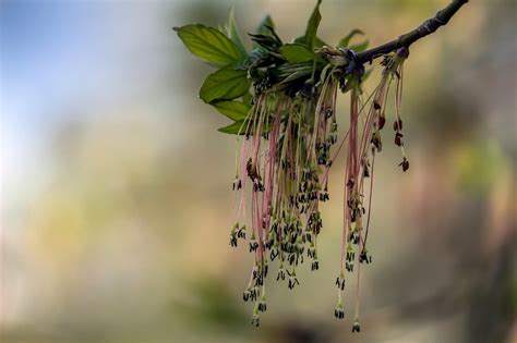 Musim Semi Pohon Biji Foto Gratis Di Pixabay Pixabay