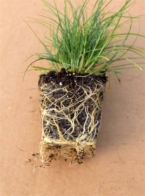 Prairie Dropseed Sporobolus Heterolepis 12 Pack Of Plugs — Blazing