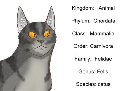 Levels Of Classification Of Cat At Andre Crozier Blog