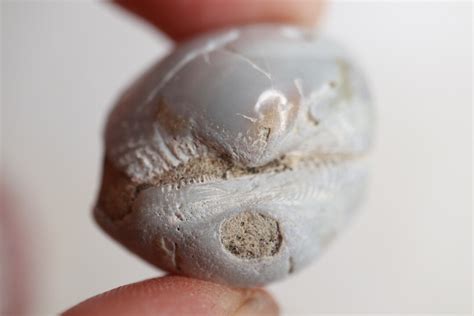 Polished Fossil Clam Fossil Clam Specimen Fossil Seashell Etsy