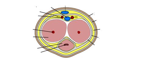 Male Genitalia Diagram Quizlet