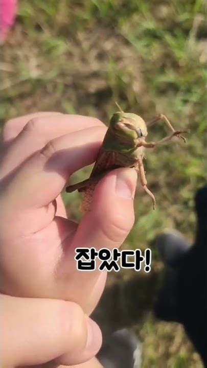 거대 메뚜기 Youtube