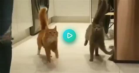 in sync album on imgur