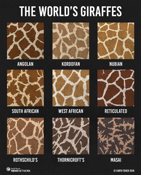Types Of Giraffes Patterns Pattern Matching Algorithms