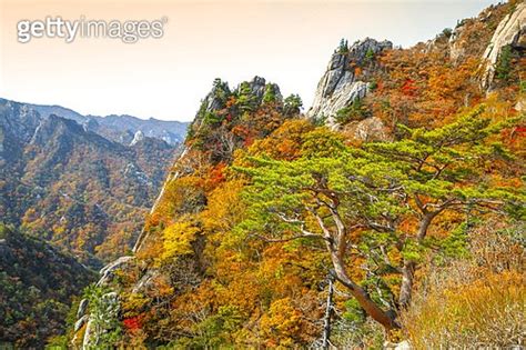 단풍 식물 가을 나무 숲 소나무 나무 식물 풍경 전경 실외 공룡능선 능선 등산로 설악산 산 풍경 전경 실외 나무 숲 속초시 강원도 국내여행 한국 A12215448