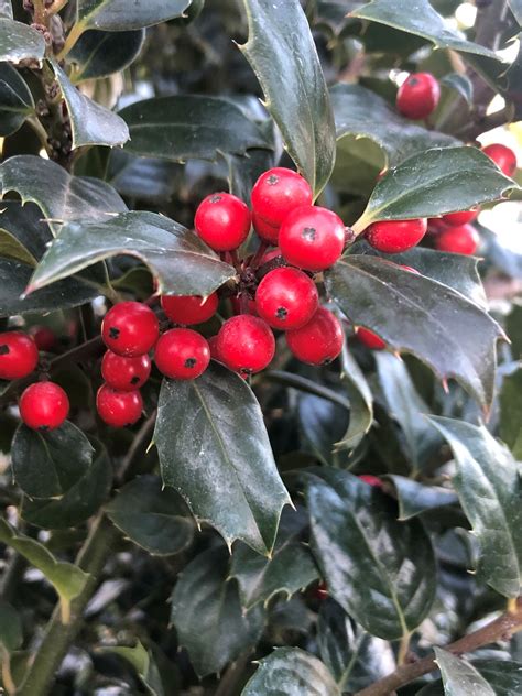 Evergreen And Holly The Ultimate Guide To Holly Facts And Types