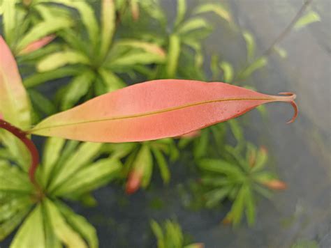 Hungry Greens 13 Weird Carnivorous Plants And Their Feeding Habits