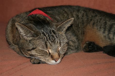 猫类肖像围巾家猫女性灰色捕食者老虎鲭鱼爪子小猫动物高清图片下载 正版图片321340024 摄图网