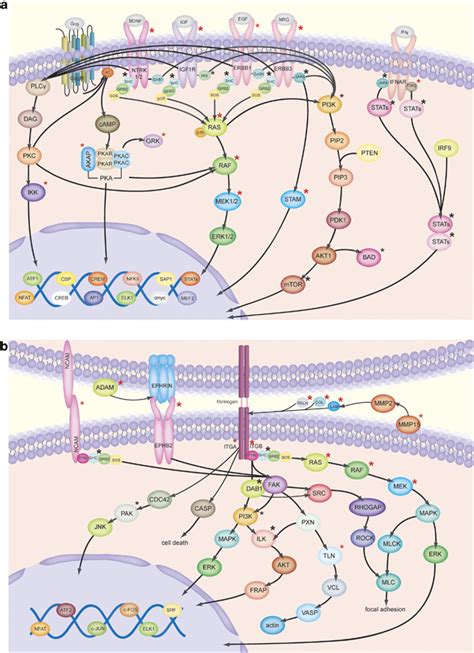 Rtk Signaling And B Adhesion Molecule Signaling Asterisks Indicate A Download Scientific