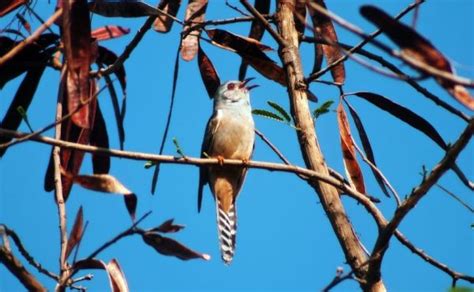 Cuckoo Facts Identification Diet Migration Info Etc Binocular Base