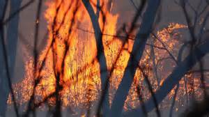 Костенурки и дребни бозайници са сред жертвите на пожарите у нас Новини бг