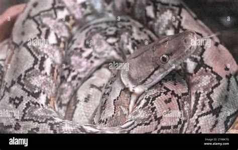 Reticulated Python Python Reticulatus Non Venomous Snake Lies In A Ring Close Up Native To