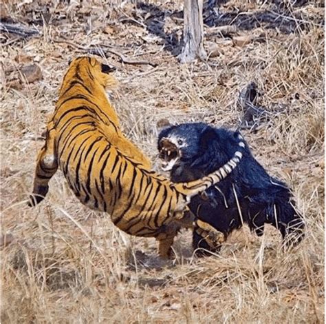 Sloth Bear Vs Tiger Rnatureismetal