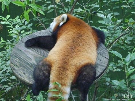 Red Pandas Taking Advantage Of The Sleepy Season Barnorama