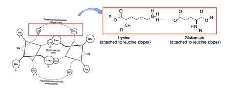Solved Leucine Zipper Shown Below Is An Example Of A