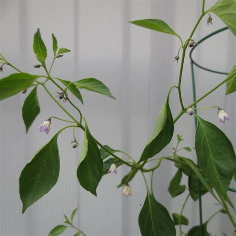 Bert Jansch John Renbourns Sudden Passing Is A Devastating Loss To