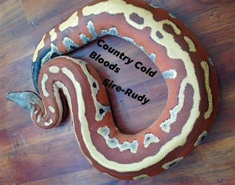 2021 Female Blood Python By Country Cold Bloods Morphmarket