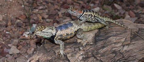 Yes Lizards Have Their Own Holiday Learn Why They Add Color To Our World