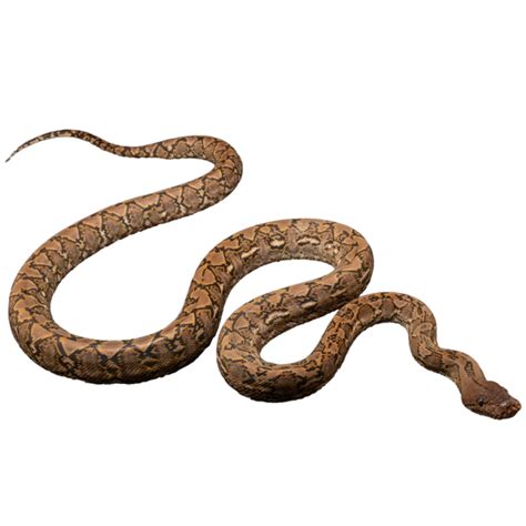 Kalatoa Super Dwarf Reticulated Python Reptichip Llc