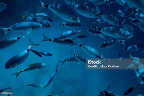 물 속에서 링글 도미 크로아티아 바다 물고기의 물 사진 아래 물고기 떼가 사진을 클로즈업 그것에 작은 물고기와 놀라운 푸른 바다 0명에 대한 스톡 사진 및 기타 이미지