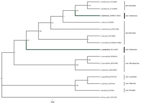 Bayesian Consensus Tree Based On ITS Data Posterior Probability Values Download Scientific