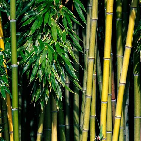 Bamboo Massage Essex Deep Tissue Muscle Relief