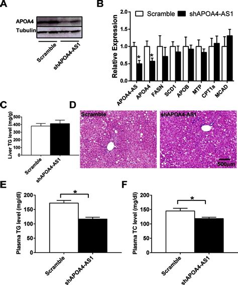 A Long Non Coding Rna Apoa4 As Regulates Apoa4 Expression Depending