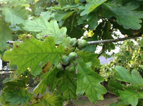 무료 이미지 자연 황야 과일 트렁크 환경 식품 생기게 하다 농업 이파리 옥외 숲 관목 가지 낙엽 참나무 본질적인 짙은 적자색 떡갈 나무