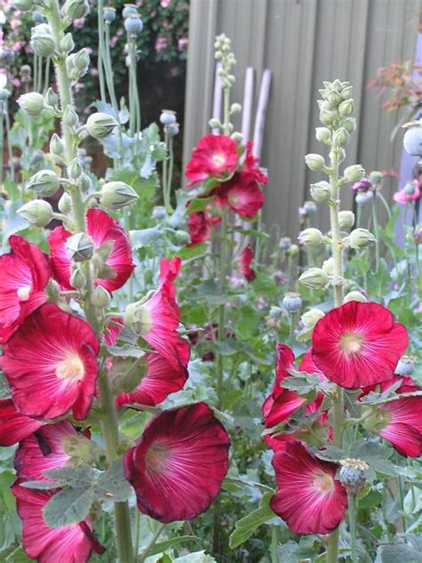 Nothing Says Summer In The Country Like Hollyhocks Hollyhocks Flowers