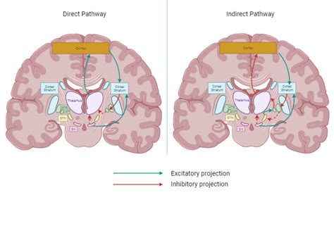 Direct And Indirect Pathways Of Movement Biorender Science Templates