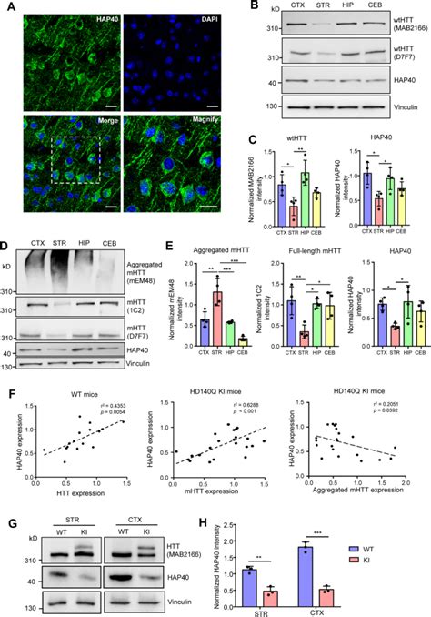 Hap40 调节亨廷顿病小鼠突变的亨廷顿蛋白聚集和毒性 Cell Death And Disease X Mol
