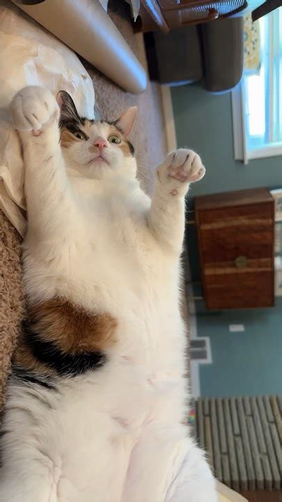 Pidgy Is Happy Youtube