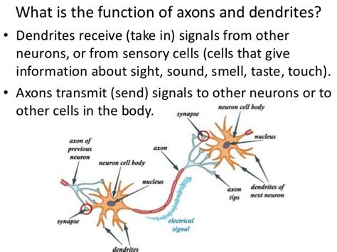 Dendrites And Axons Brain Anatomy And Function Biology Lessons Brain Anatomy