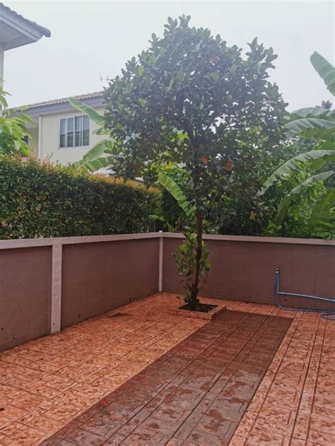 ประกาศขายบ้าน ขายบ้านเดี่ยว 2 ชั้น ม พฤกษ์ลดา 1 รังสิต คล